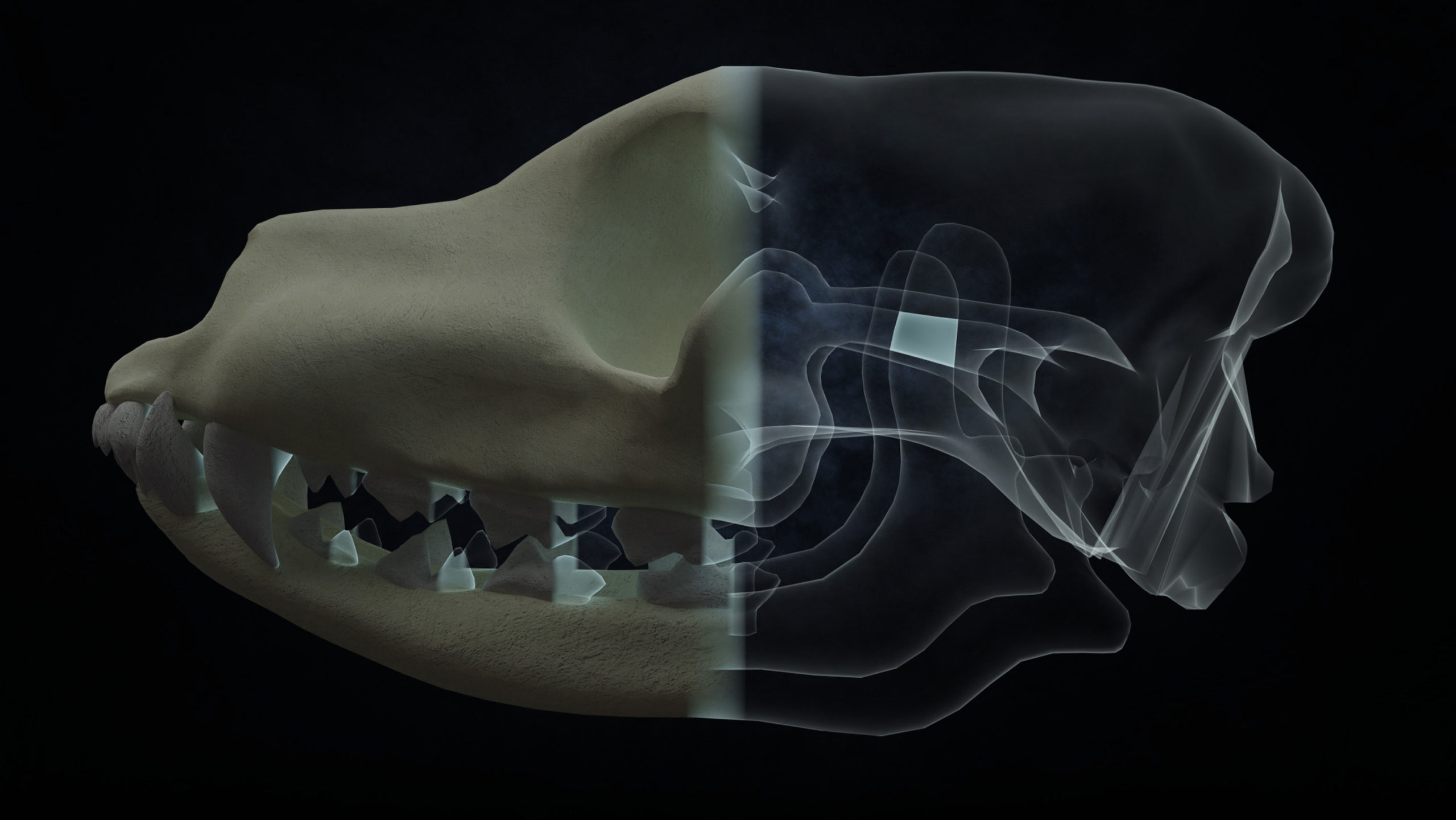Denise Moriama – 3D artist